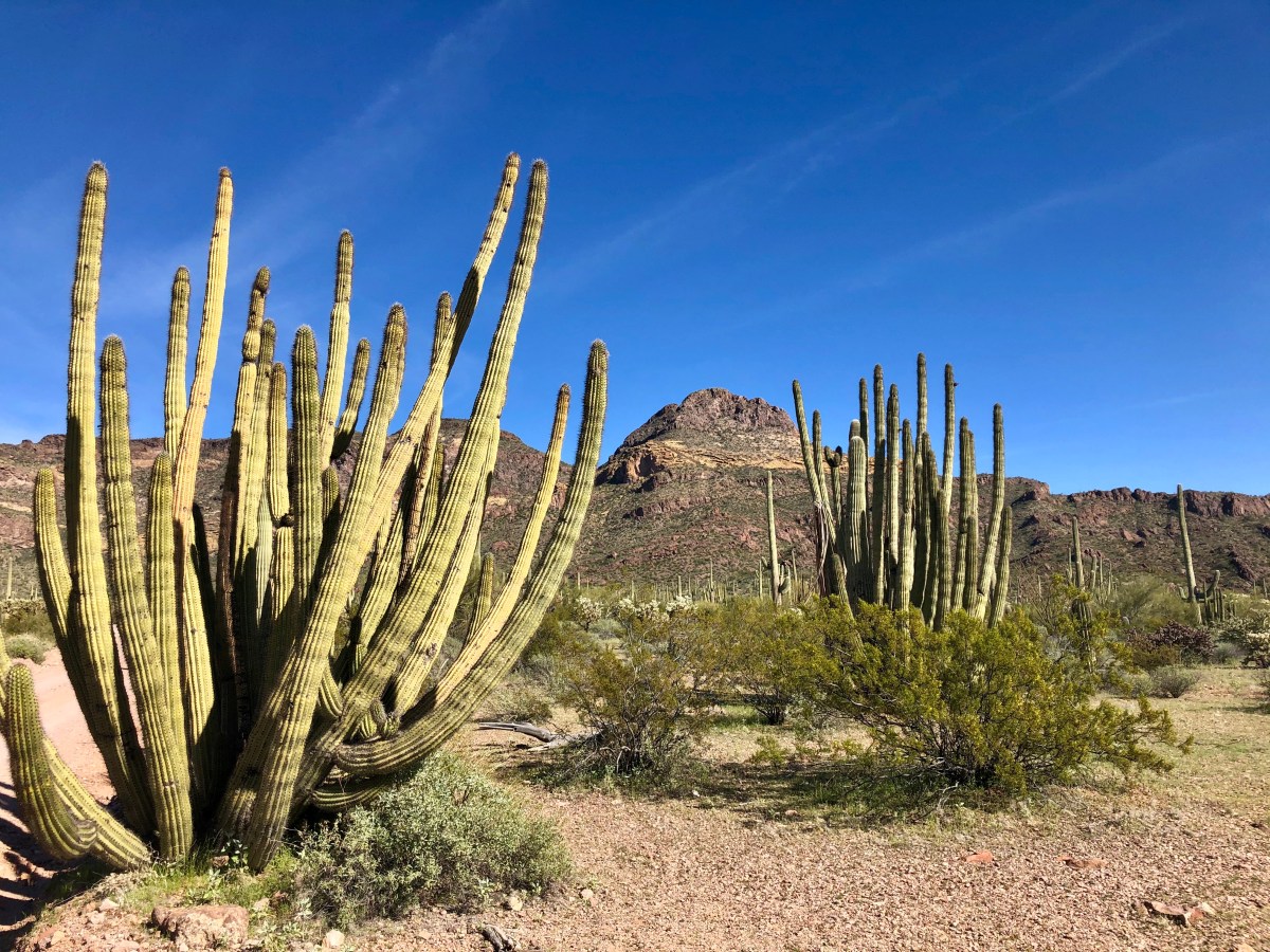 Kitt Observatory, Organ Pipe Cactus Monument and “The Structure” – Plum ...